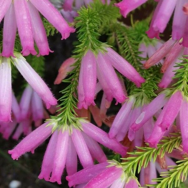 Barrel Heath (Erica Doliiformis) Care Guide: Water, Soil & Propagation ...