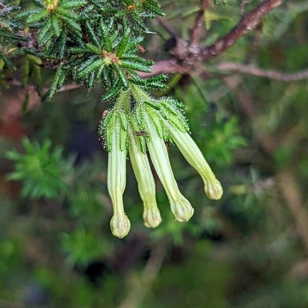 Sticky-Leaved Heath (Erica Glandulosa) Plant Care & How to Grow, Water