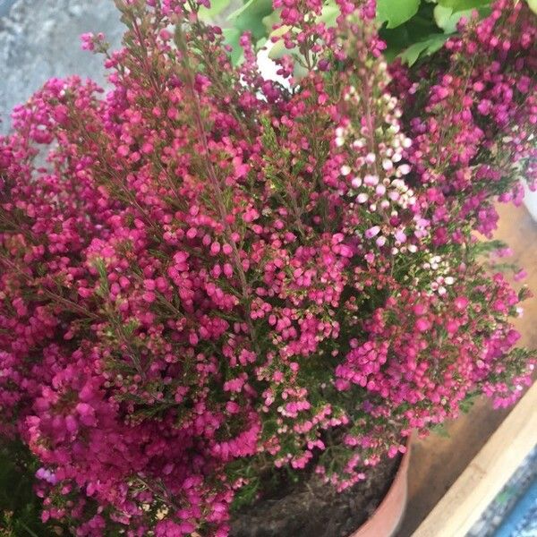 Rose Heath (Erica Gracilis) Plant Care & How to Grow, Water