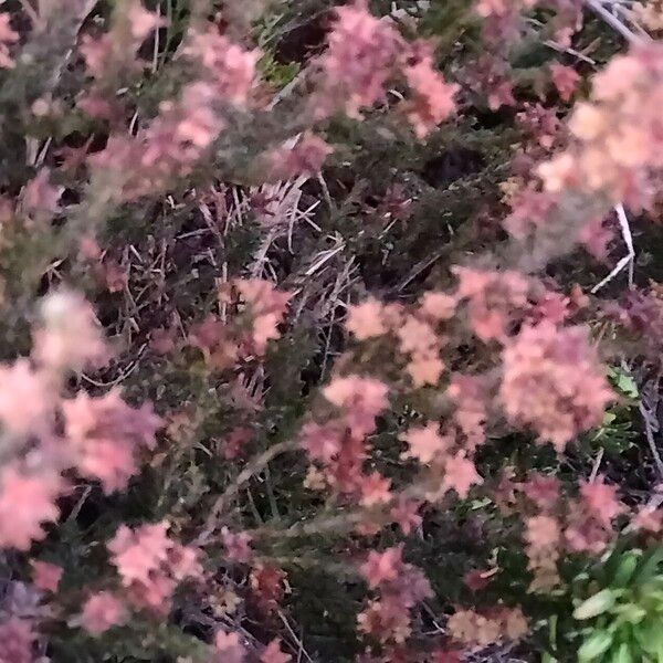 Wind Heath (Erica Hispidula) Plant Care & How to Grow, Water