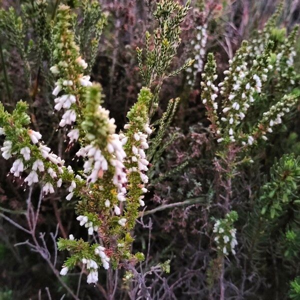 Erica Imbricata Plant Care & How to Grow, Water