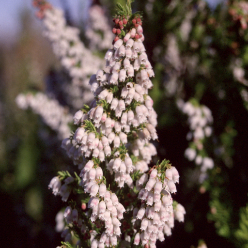 Spanish Heath (Erica Lusitanica) Plant Care & How to Grow, Water