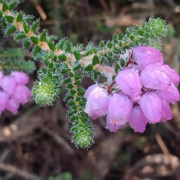 Mackay's Heath (Erica Mackayana) Plant Care & How to Grow, Water