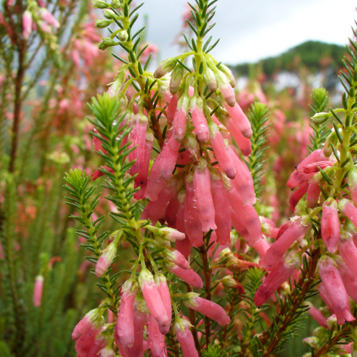Nine-Pin Heath (Erica Mammosa) Plant Care & How to Grow, Water