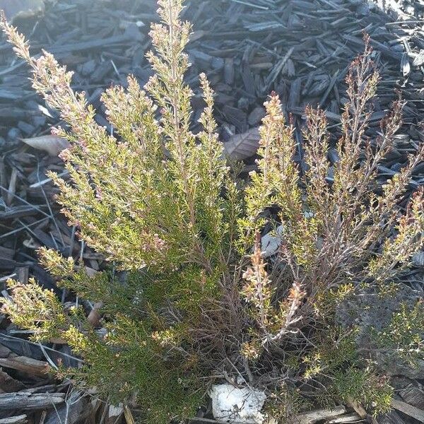 Erica Melanthera Plant Care & How to Grow, Water