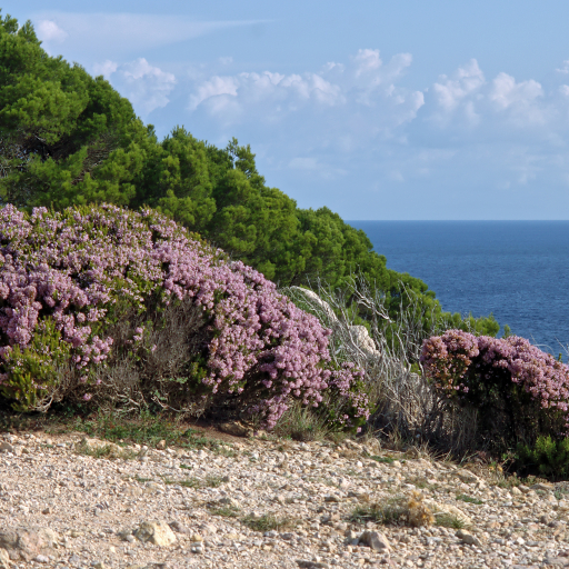 Mediterranean Heath (Erica Multiflora) Plant Care & How to Grow, Water