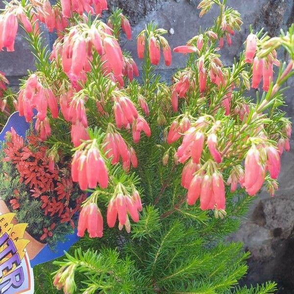 Winter Fire Heath (Erica Oatesii) Care Guide: Water, Soil & Propagation ...
