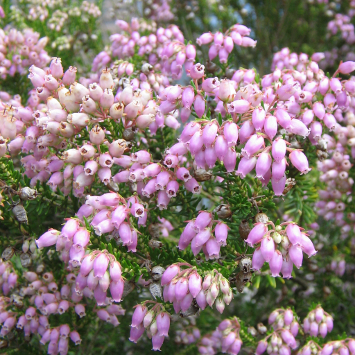Corsican Heath (Erica Terminalis) Plant Care & How to Grow, Water