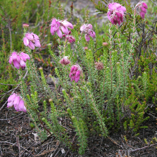 Cross-Leaved Heath (Erica Tetralix) Care Guide: Water, Soil ...