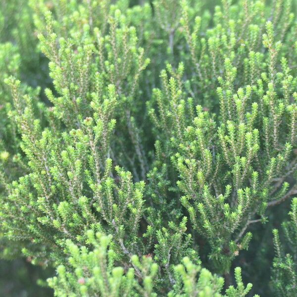 Erica Tristis Plant Care & How to Grow, Water