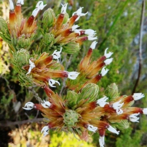 Genadendal Heath (Erica Vallis-gratiae) Plant Care & How to Grow, Water