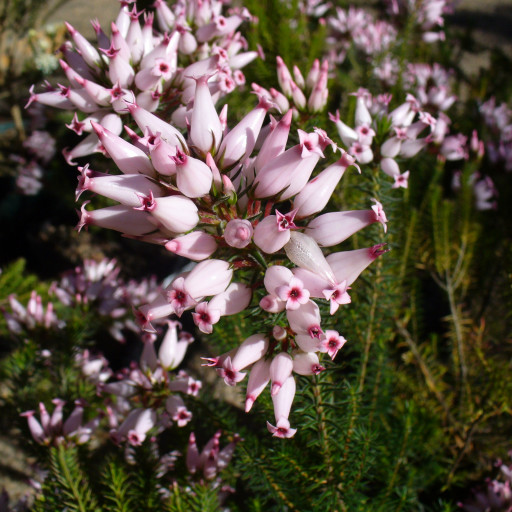 Erica Ventricosa Plant Care & How to Grow, Water