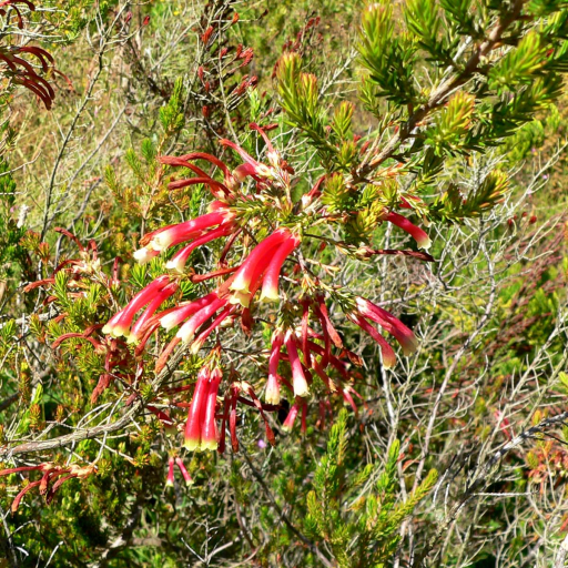Twotone Heath (Erica Versicolor) Plant Care & How to Grow, Water