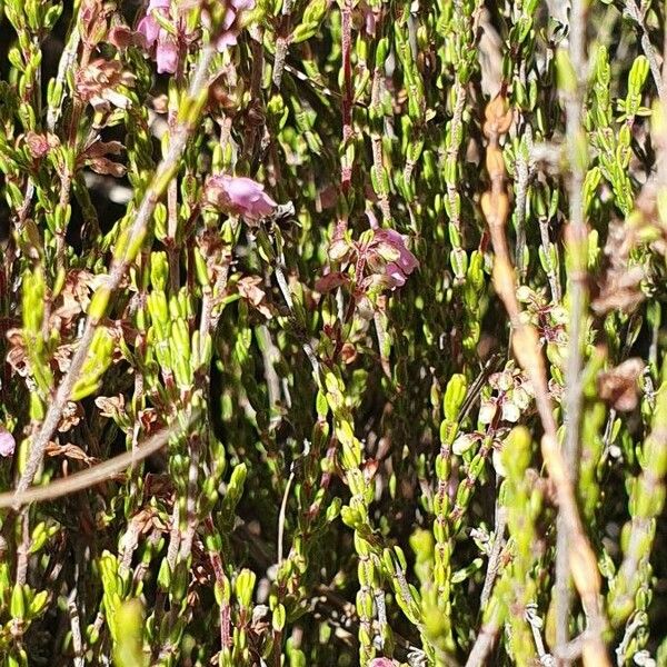 Erica Whyteana Care Guide: Water, Soil & Propagation - Plantiary