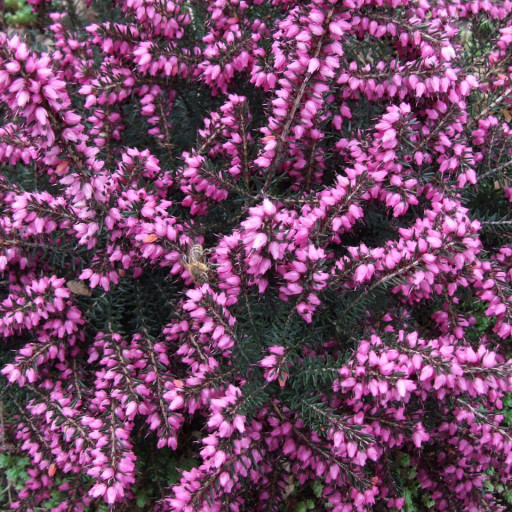 Erica X Darleyensis Plant Care & How to Grow, Water