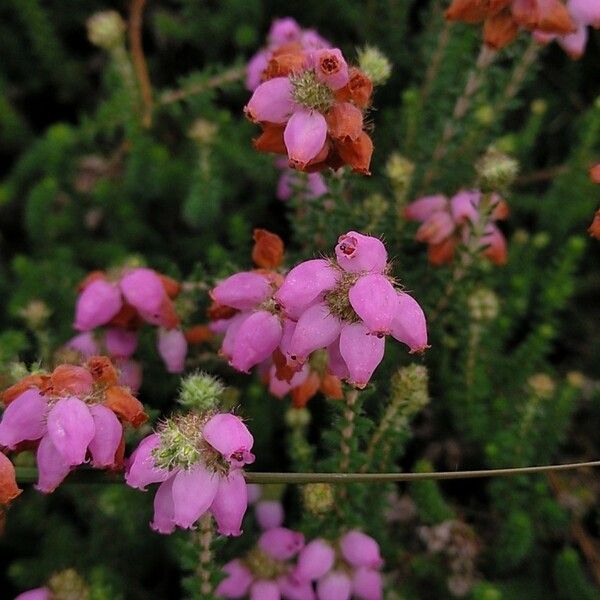 Erica X Watsonii Care Guide: Water, Soil & Propagation - Plantiary