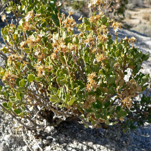 Cliff Goldenbush (Ericameria Cuneata) Care Guide: Water, Soil ...