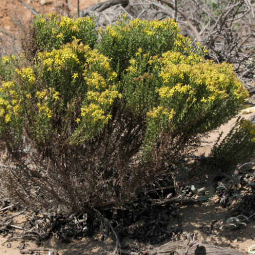 California Goldenbush (Ericameria Ericoides) Plant Care & How to Grow ...
