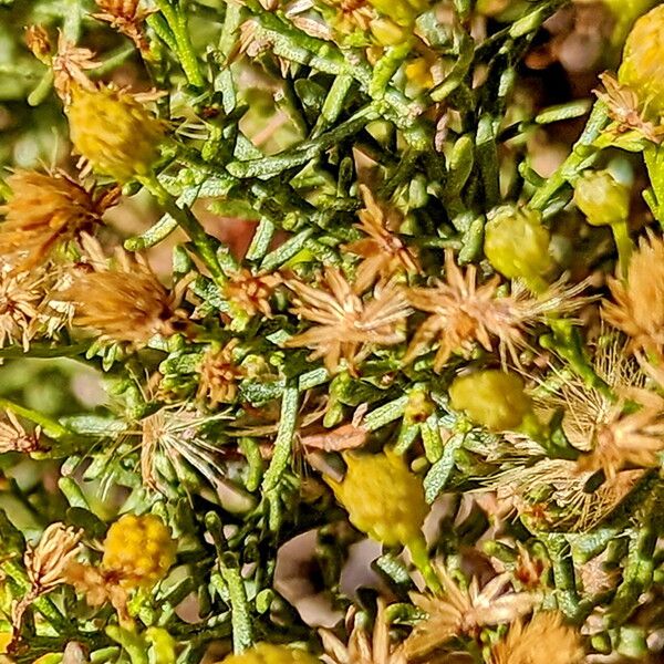 Ericameria (Ericameria Laricifolia) Plant Care & How to Grow, Water