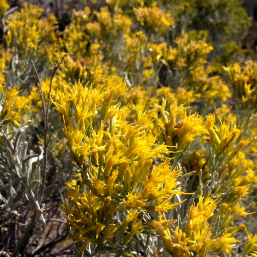 Rubber Rabbitbrush (Ericameria Nauseosa) Plant Care & How to Grow, Water
