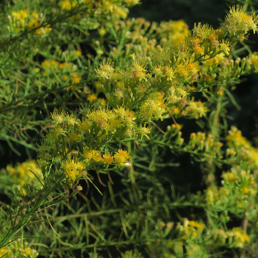 Palmer's Goldenbush (Ericameria Palmeri) Plant Care & How to Grow, Water