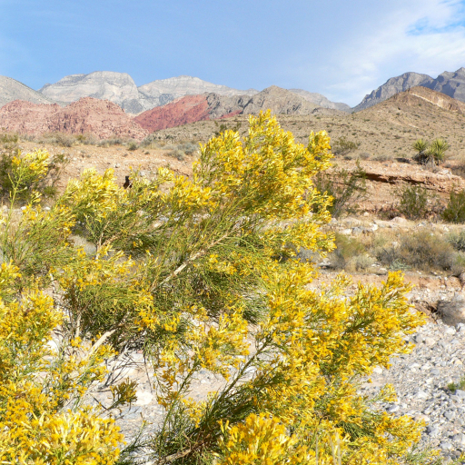Mojave Rabbitbrush (Ericameria Paniculata) Plant Care & How to Grow, Water