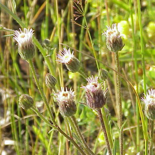 Blue Fleabane (Erigeron Acris) Plant Care & How to Grow, Water