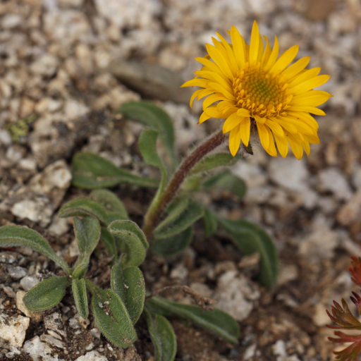 Alpine Yellow Fleabane (Erigeron Aureus) Plant Care & How to Grow, Water