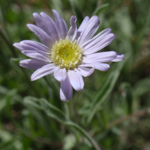 Shining Fleabane (Erigeron Barbellulatus) Plant Care & How to Grow, Water