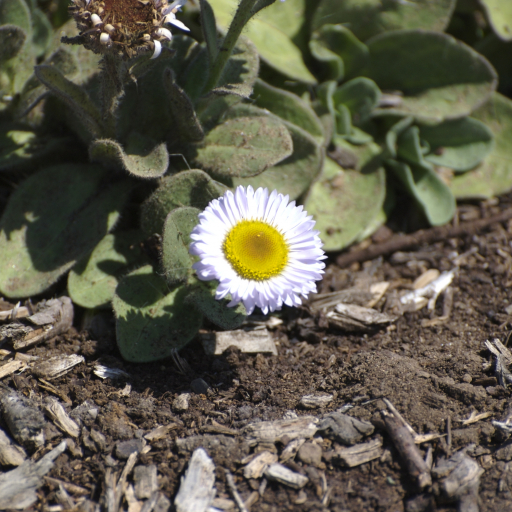 Blochman's Erigeron (Erigeron Blochmaniae) Plant Care & How to Grow, Water