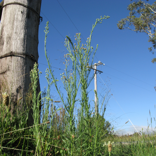 Fleabane (Erigeron Bonariensis) Plant Care & How to Grow, Water
