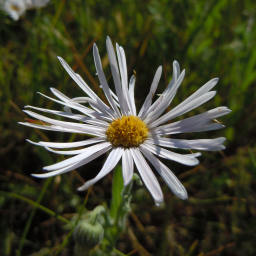 Tufted Fleabane (Erigeron Caespitosus) Plant Care & How to Grow, Water