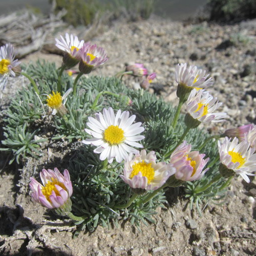 Compact Daisy (Erigeron Compactus) Plant Care & How to Grow, Water
