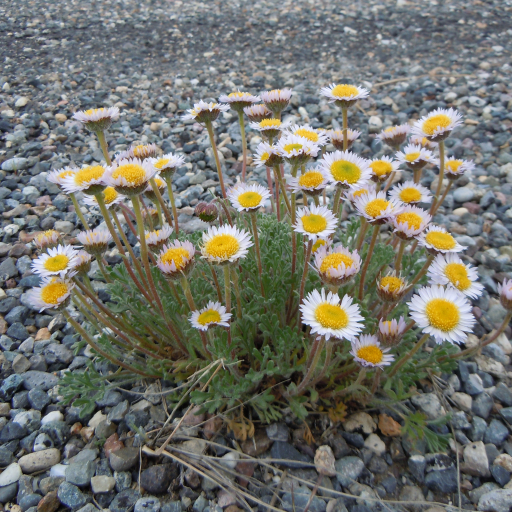 Cutleaf Daisy (Erigeron Compositus) Plant Care & How to Grow, Water