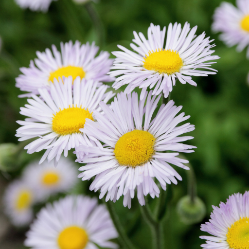 Beautiful Fleabane (Erigeron Formosissimus) Plant Care & How to Grow, Water