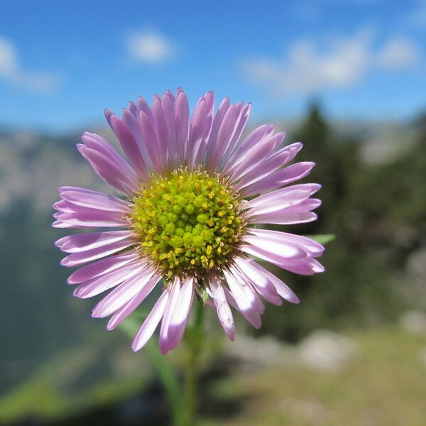 Variable Fleabane (Erigeron Glabratus) Plant Care & How to Grow, Water