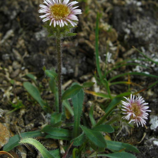 Arctic Alpine Fleabane (Erigeron Humilis) Plant Care & How to Grow, Water