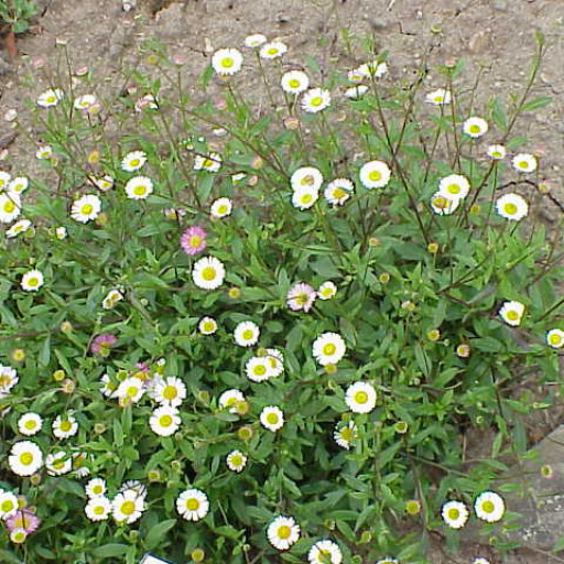 Mexican Fleabane (Erigeron Karvinskianus) Plant Care & How to Grow, Water