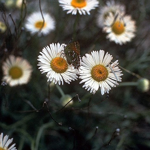 Plains Fleabane (Erigeron Modestus) Plant Care & How to Grow, Water