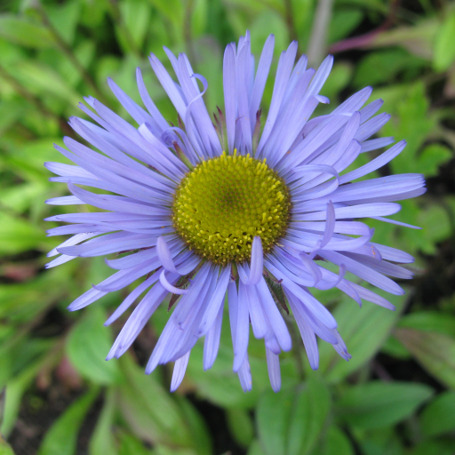 Himalayan Fleabane (Erigeron Multiradiatus) Care Guide: Water, Soil ...