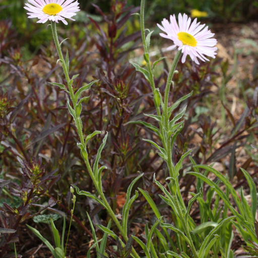 Subalpine Fleabane (Erigeron Peregrinus) Plant Care & How to Grow, Water