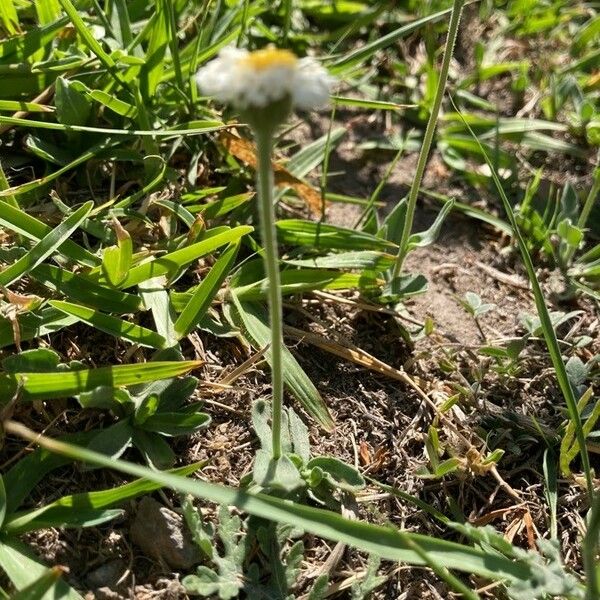 Hairy Fleabane (Erigeron Pubescens) Plant Care & How to Grow, Water