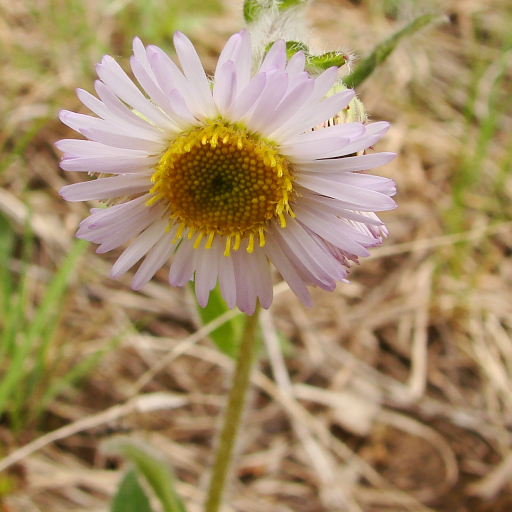 Robin's ain (Erigeron Pulchellus) Plant Care & How to Grow, Water
