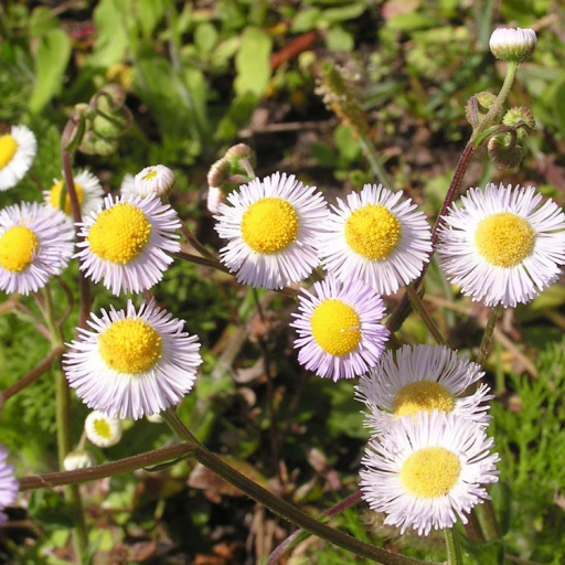 Oakleaf Fleabane (Erigeron Quercifolius) Plant Care & How to Grow, Water