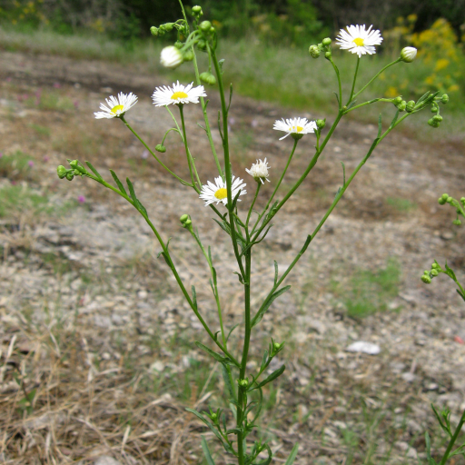 Common Eastern Fleabane (Erigeron Strigosus) Plant Care & How to Grow ...