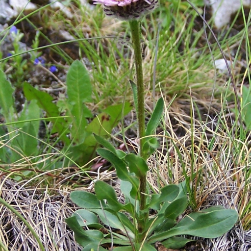 One-Flower Fleabane (Erigeron Uniflorus) Plant Care & How to Grow, Water