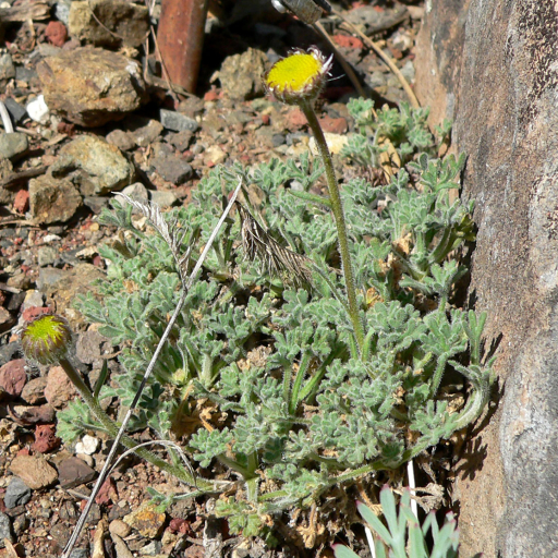 Rambling Fleabane (Erigeron Vagus) Plant Care & How to Grow, Water