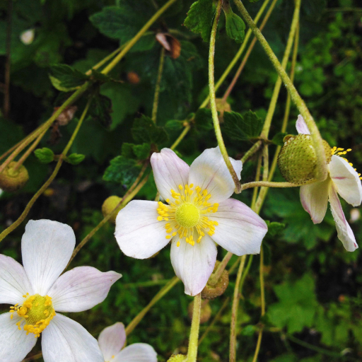 Grape Leaf Anemone (Eriocapitella Vitifolia) Care Guide: Water, Soil ...