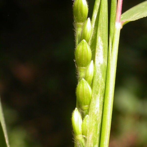 Hairy Cup Grass (Eriochloa Villosa) Plant Care & How to Grow, Water
