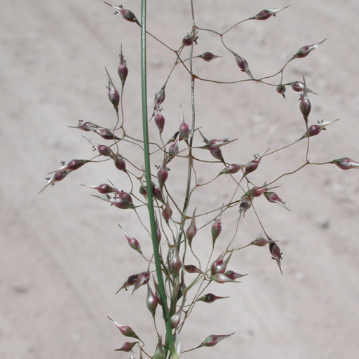 Indian Ricegrass (Eriocoma Hymenoides) Plant Care & How to Grow, Water